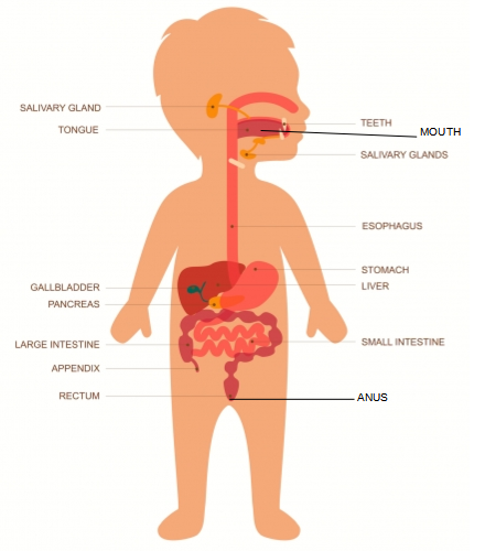 Understand the Digestive System – Exam-Corner
